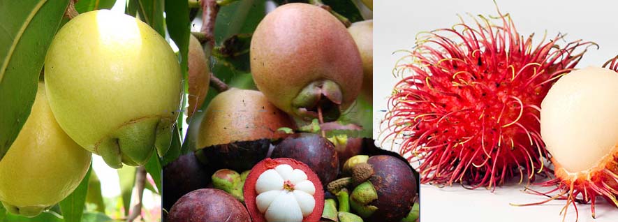 International Journal of Minor Fruits